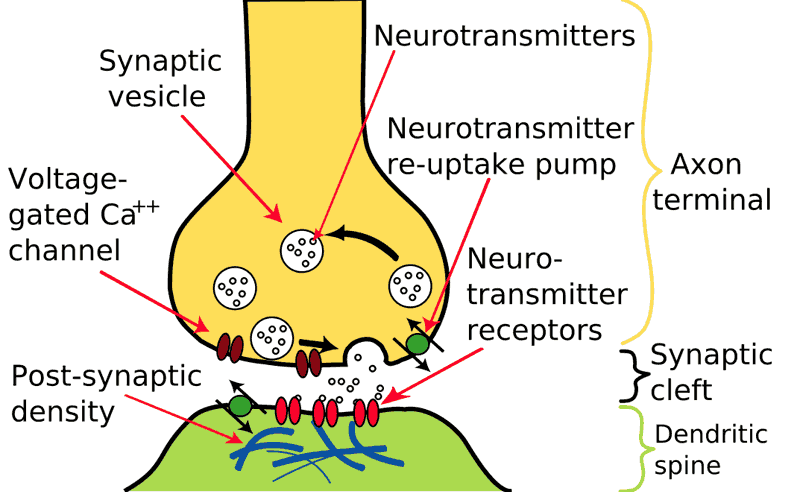 Nickelate synaptic transistors could improve parallel computing | RobAid