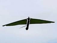 Robo Raven successfully performs bird-like flight - RobAid