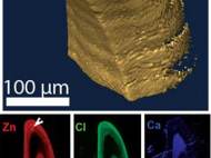 Spider's fang structure biomimicry could lead to new materials | RobAid