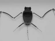 Robotic spies - bat biomimicry - RobAid