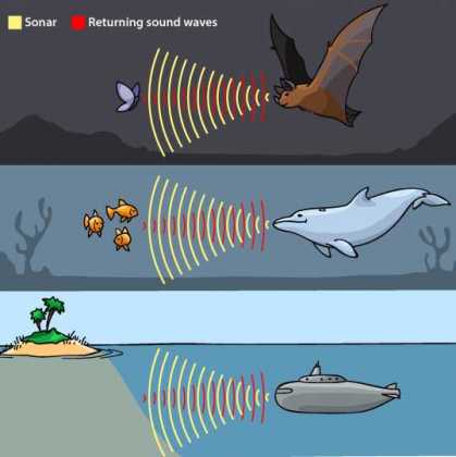 Bat biosonar biomimicry for improved sonar technology | RobAid