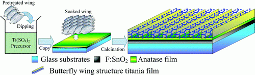 Biomimicry of butterfly wings for more powerful solar cells | RobAid