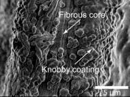Mussel biomimicry could lead to new super-strong polymers - RobAid