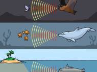 Bat biosonar biomimicry for improved sonar technology - RobAid
